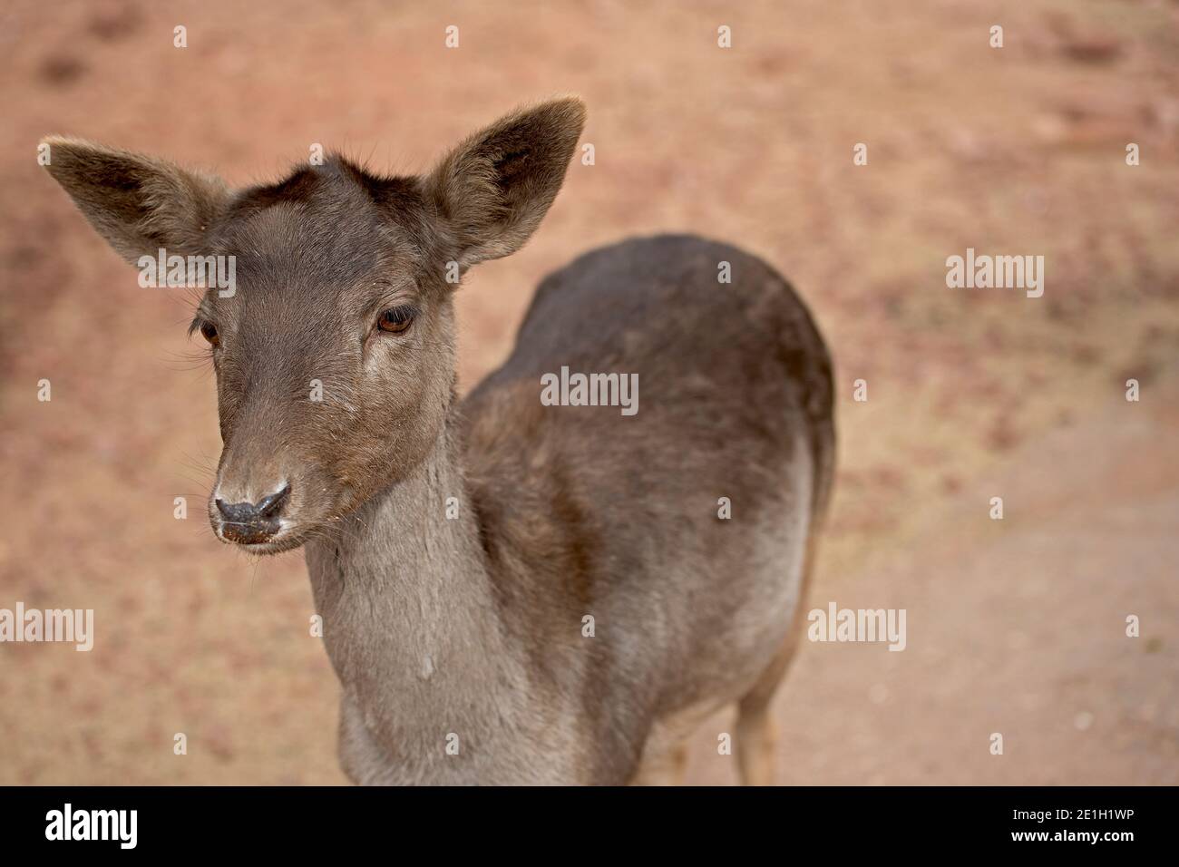Beautiful deer looking around Stock Photo - Alamy