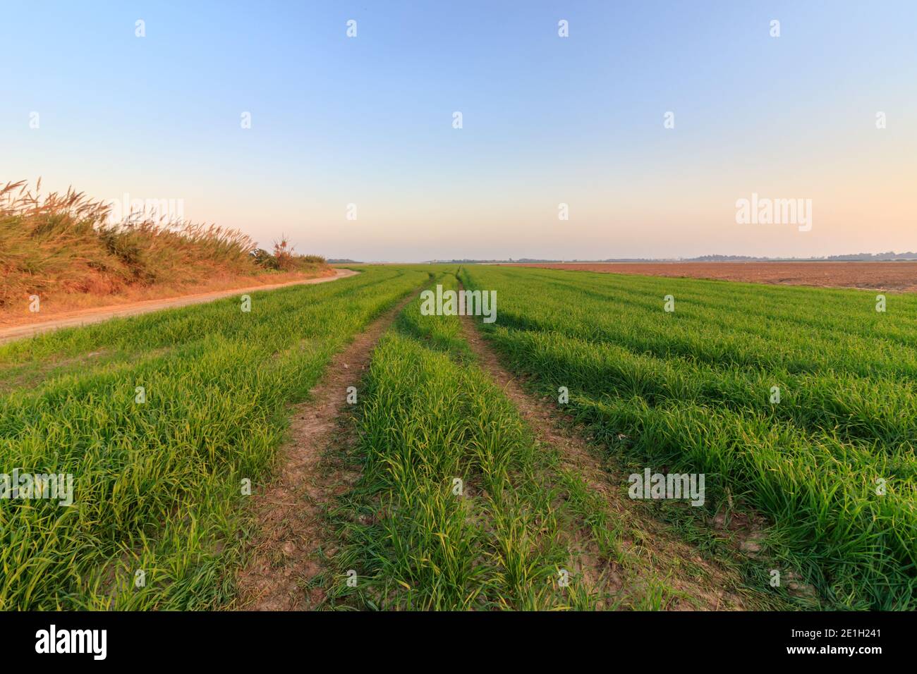 Growing wheat in israel hi-res stock photography and images - Alamy