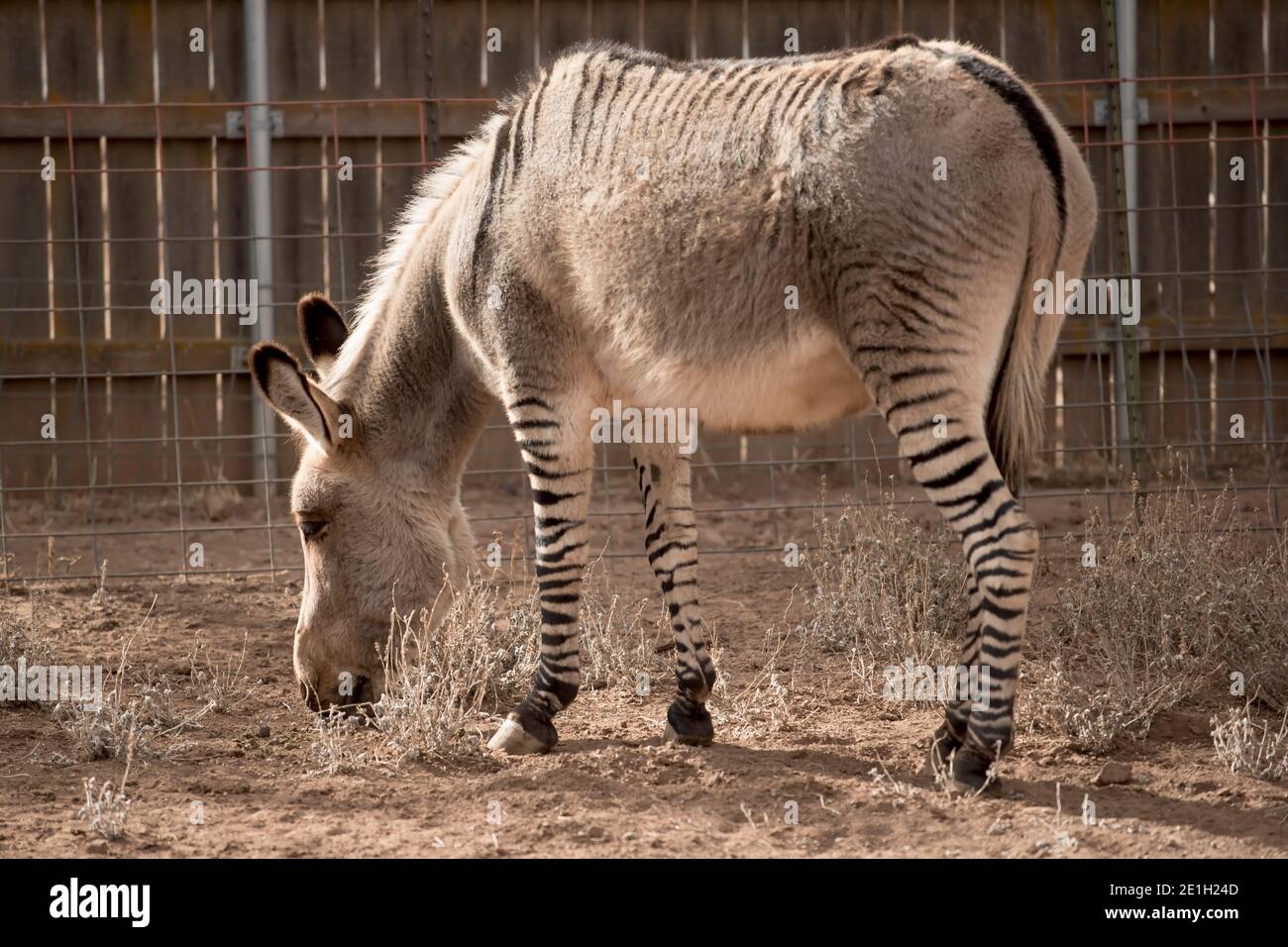 Baby Zonkeys