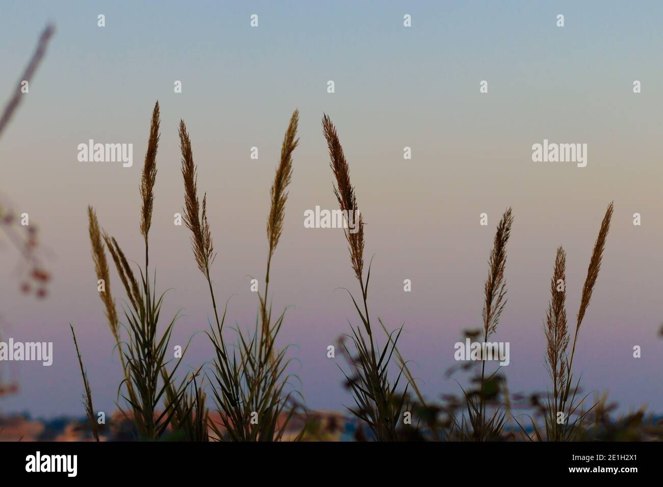 common reed that grow on the banks of a water reservoir, in a water ...