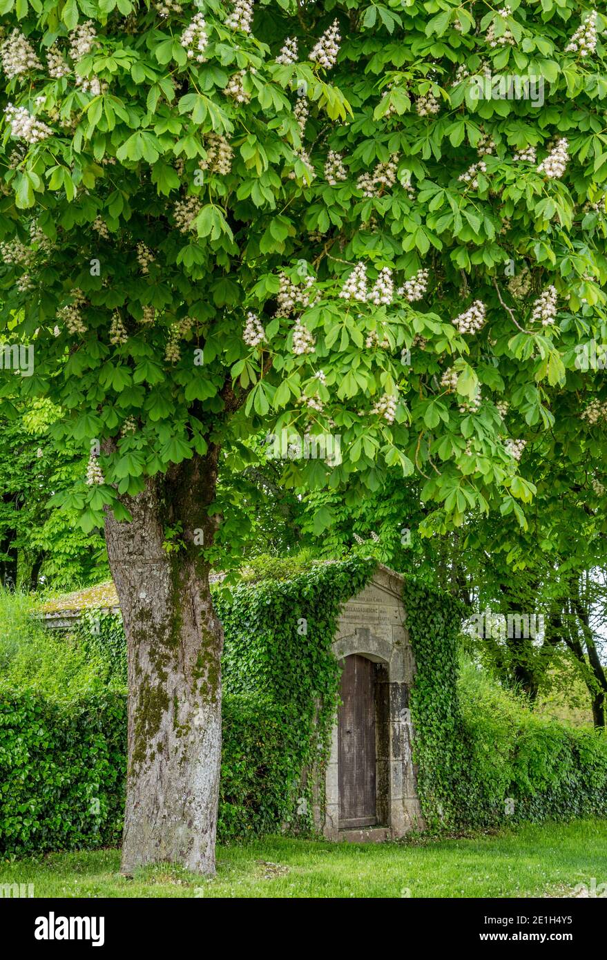 Horse chestnut tree in a town in Burgundy, France Stock Photo - Alamy