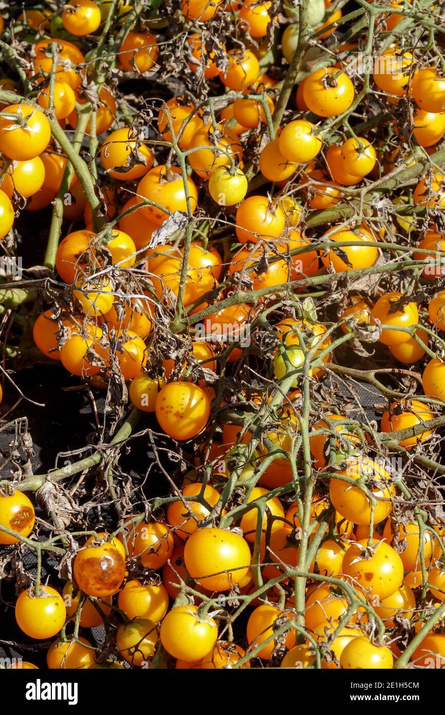 Yellow tomatoes hi-res stock photography and images - Alamy