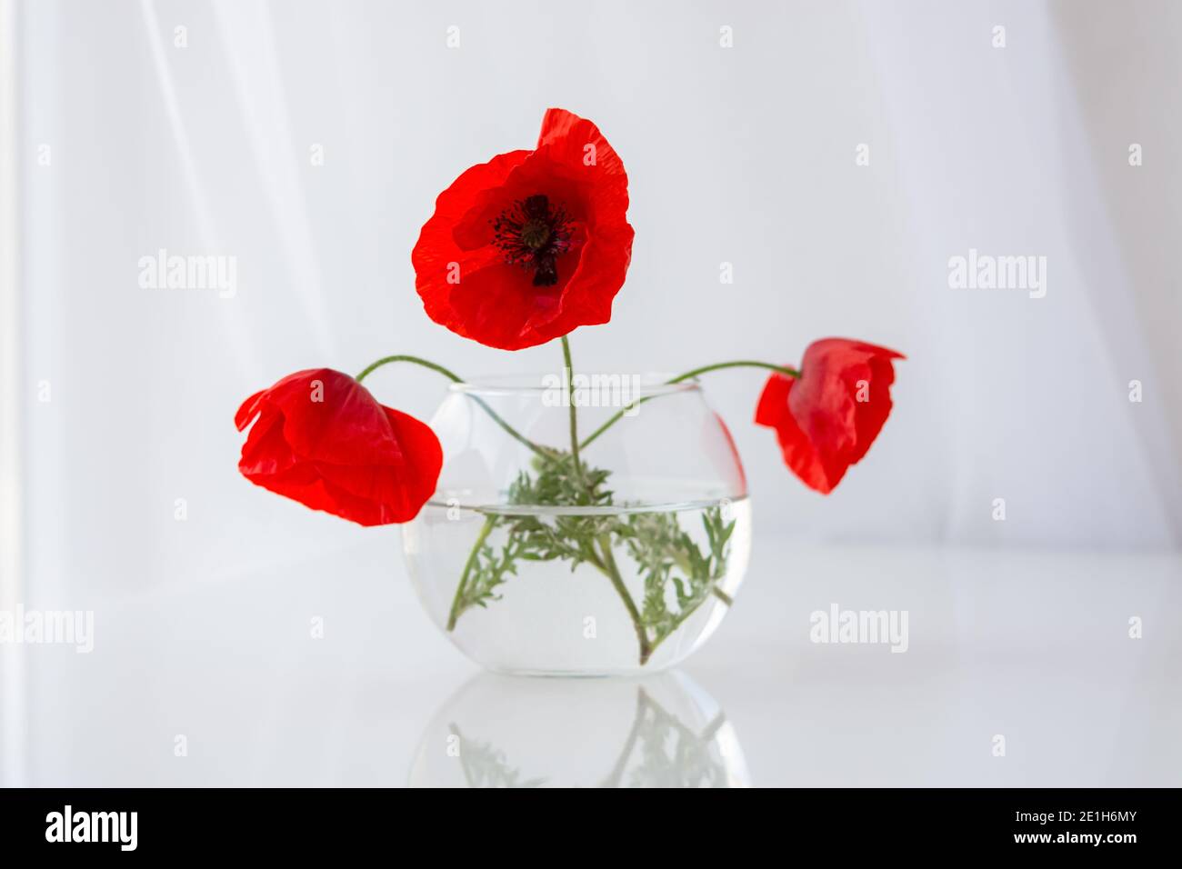 A bouquet of red poppies on the table in a glass vase. Still life with ...
