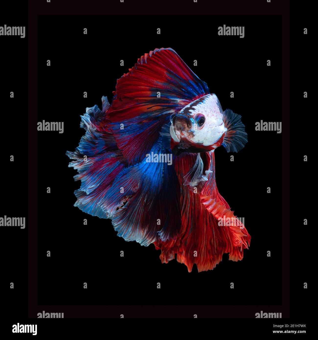 Close up art movement of Betta fish or Siamese fighting fish isolated ...