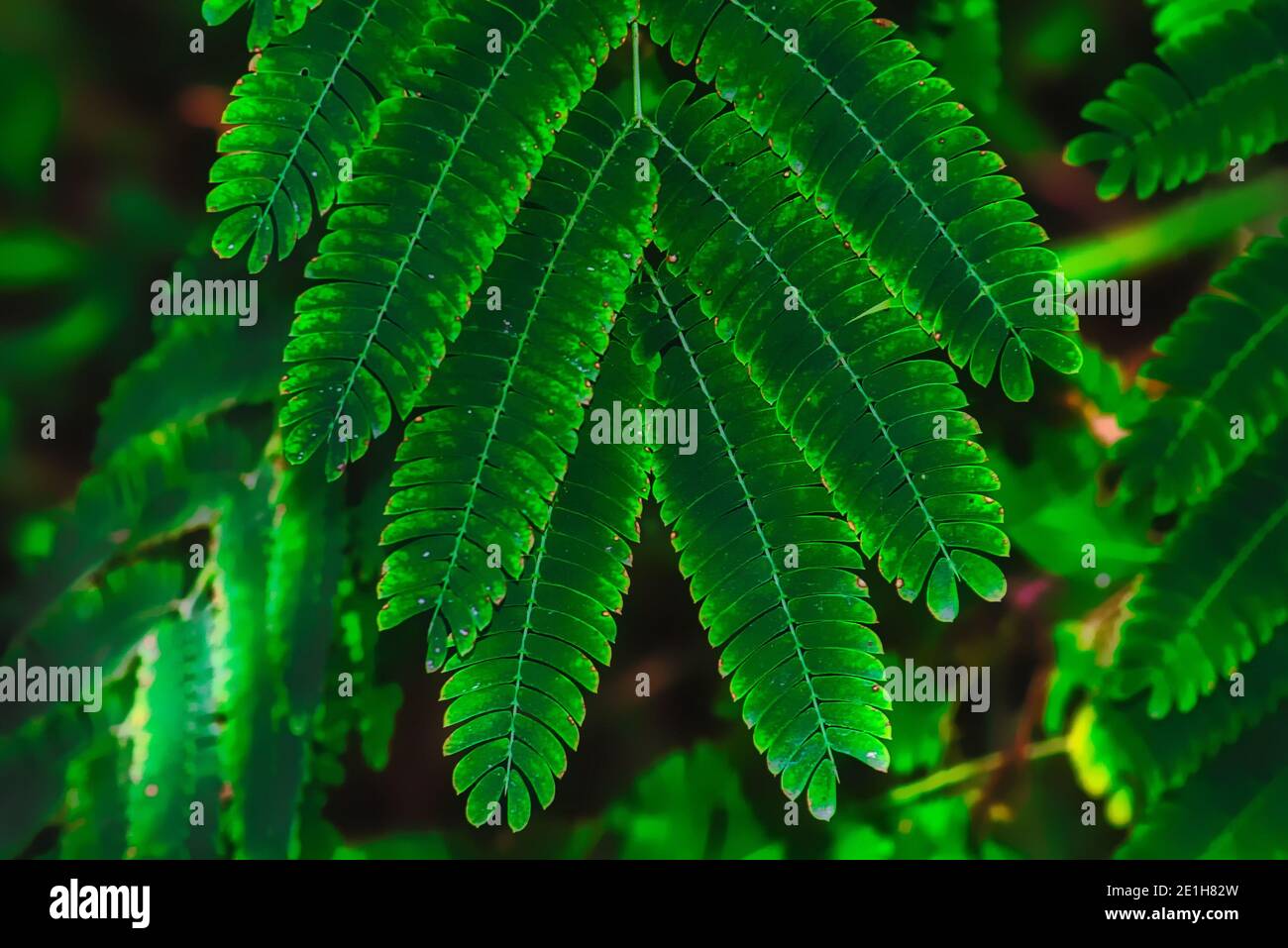 View from the front. The beauty of nature and vegetation Stock Photo ...