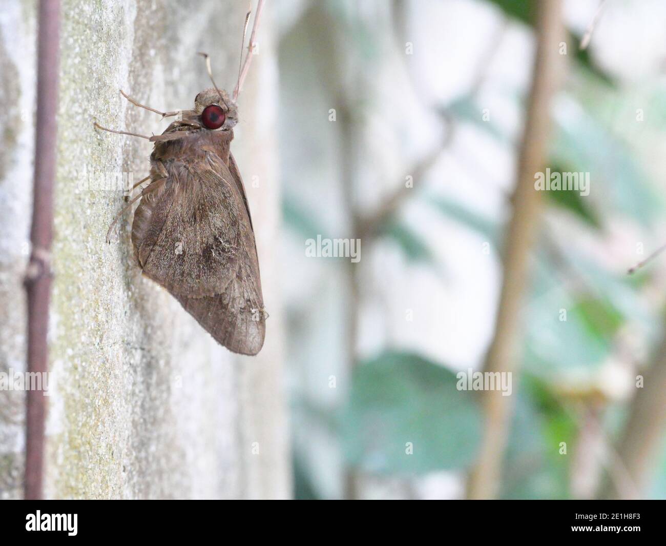 The Giant Skipper ( Erionota torus ) on gray color wall with natural ...