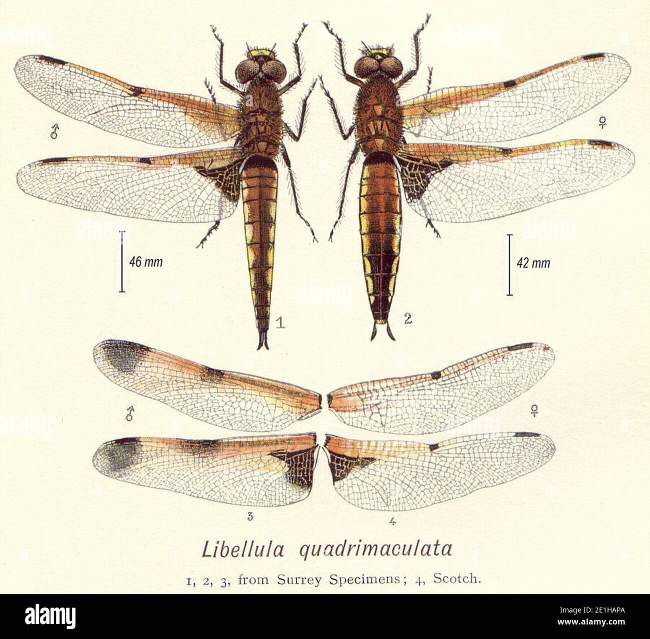 Libellulaquadrimaculata hi-res stock photography and images - Alamy