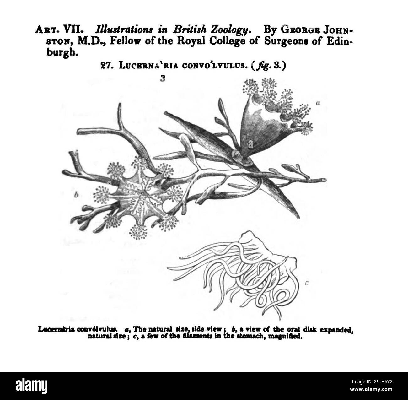 Lucernaria convulvus - Johnston 1835 Stock Photo - Alamy