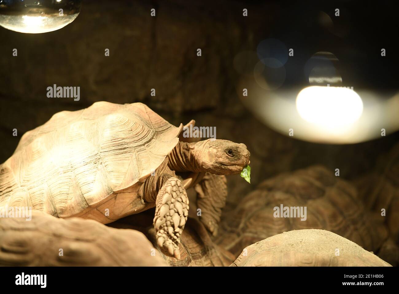 Sulcata tortoise china hi-res stock photography and images - Alamy