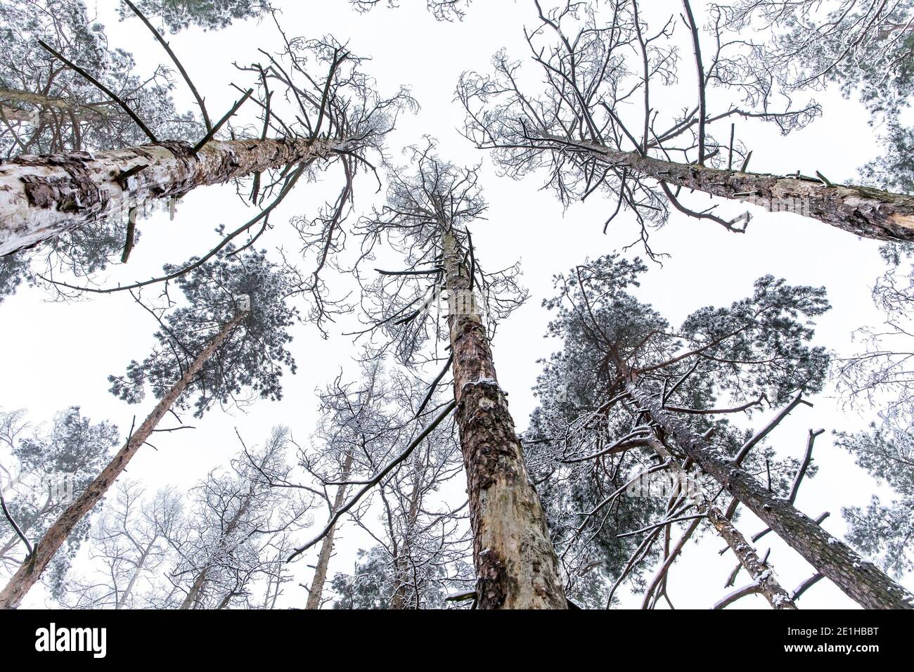 Dry dead pine tree silhouette hi-res stock photography and images - Alamy