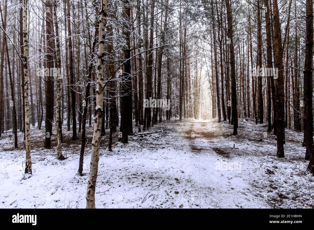 Winter foggy pine forest scene. Frosty winter morning in the woods ...