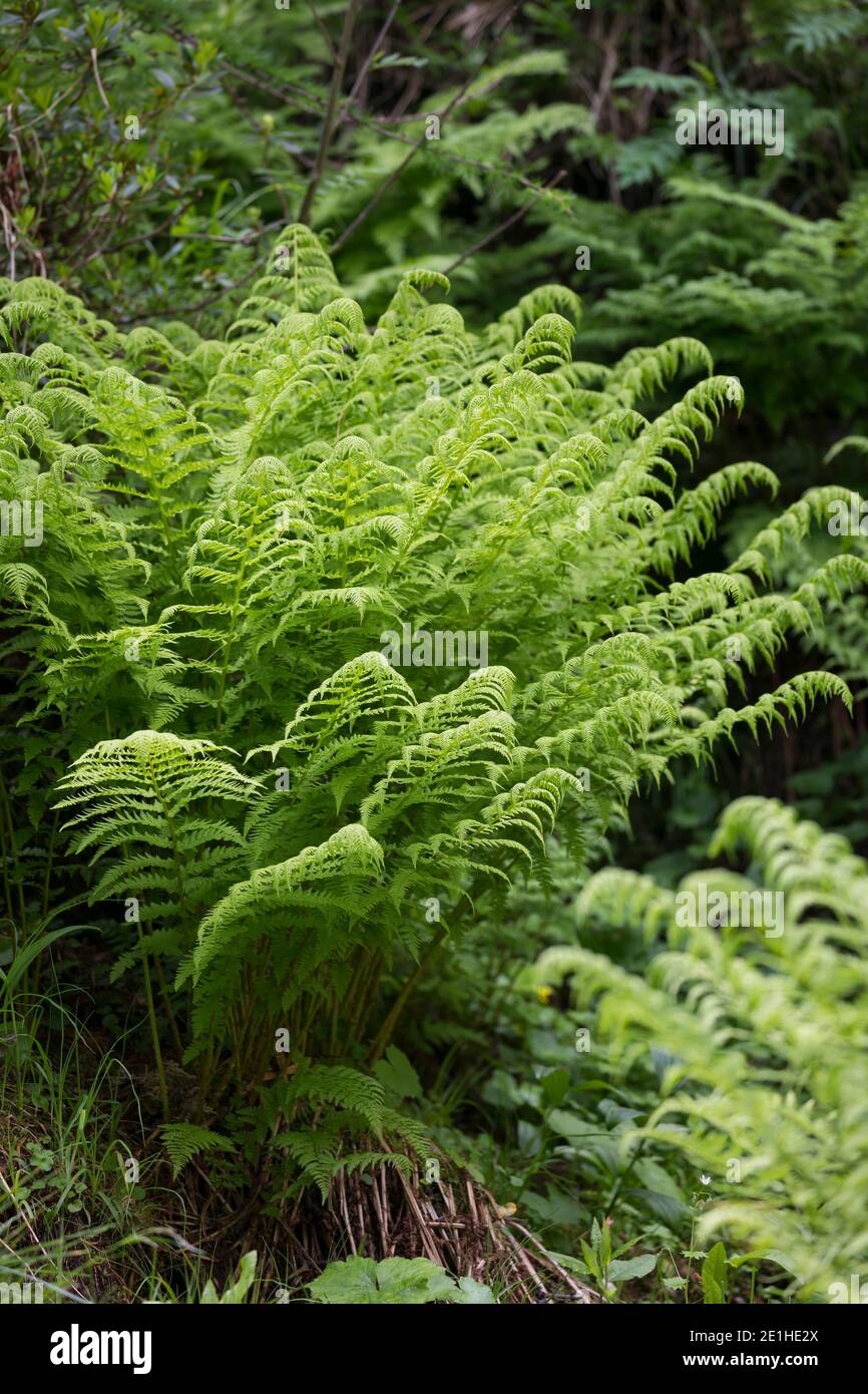 Alpen waldfarn hi-res stock photography and images - Alamy