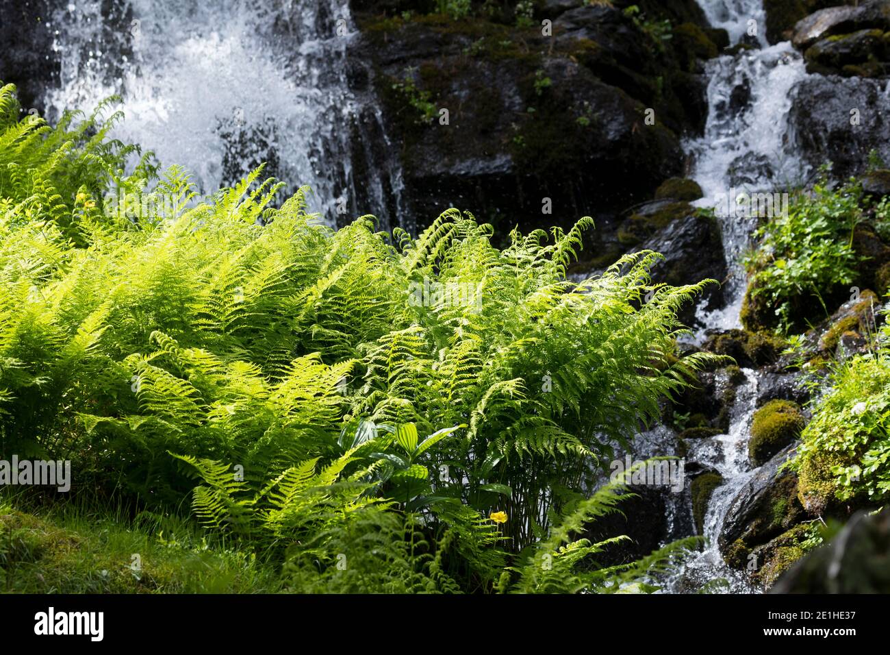 Gebirgs-Frauenfarn, Alpen-Waldfarn, Athyrium distentifolium, Athyrium ...