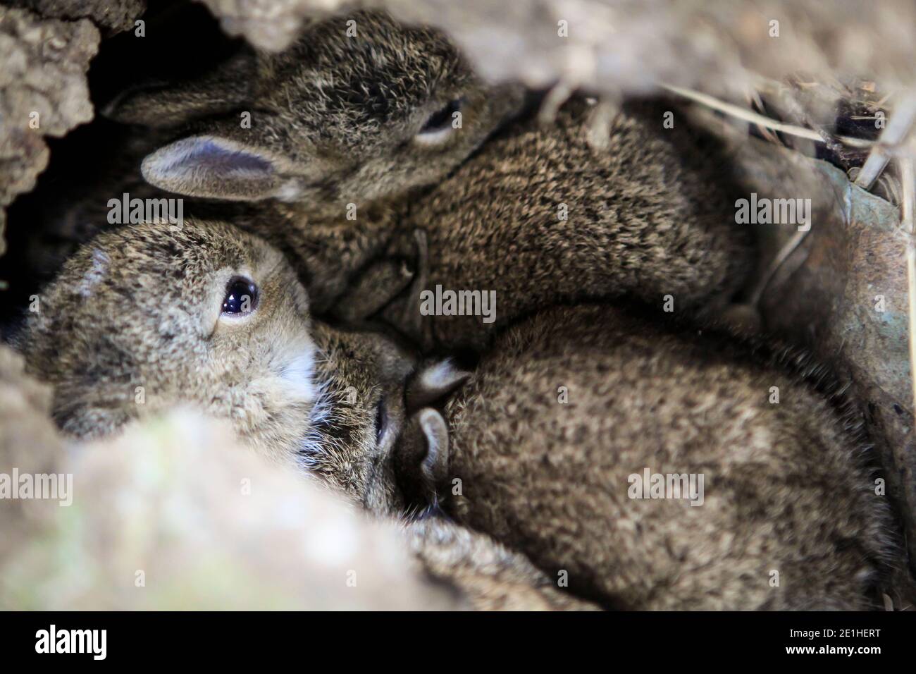 Grey rabbits hi-res stock photography and images - Alamy