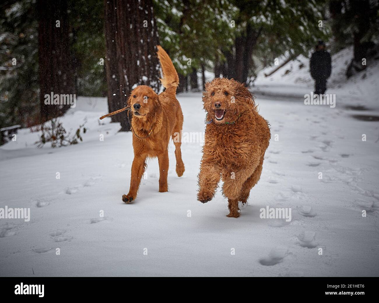 Goldendoodle fetch hi-res stock photography and images - Alamy