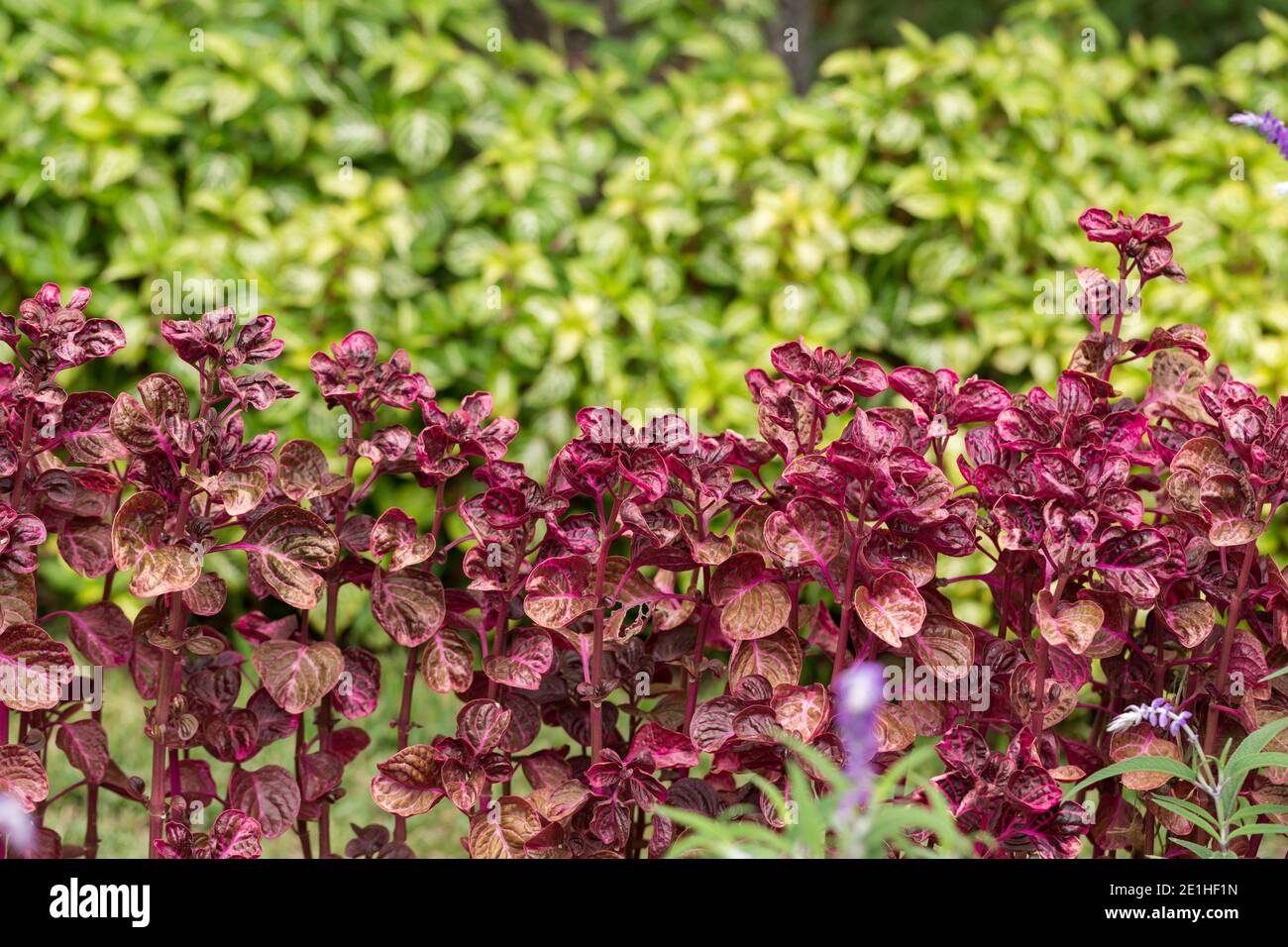 Bright natural red leaves of coleus plant in garden Stock Photo - Alamy