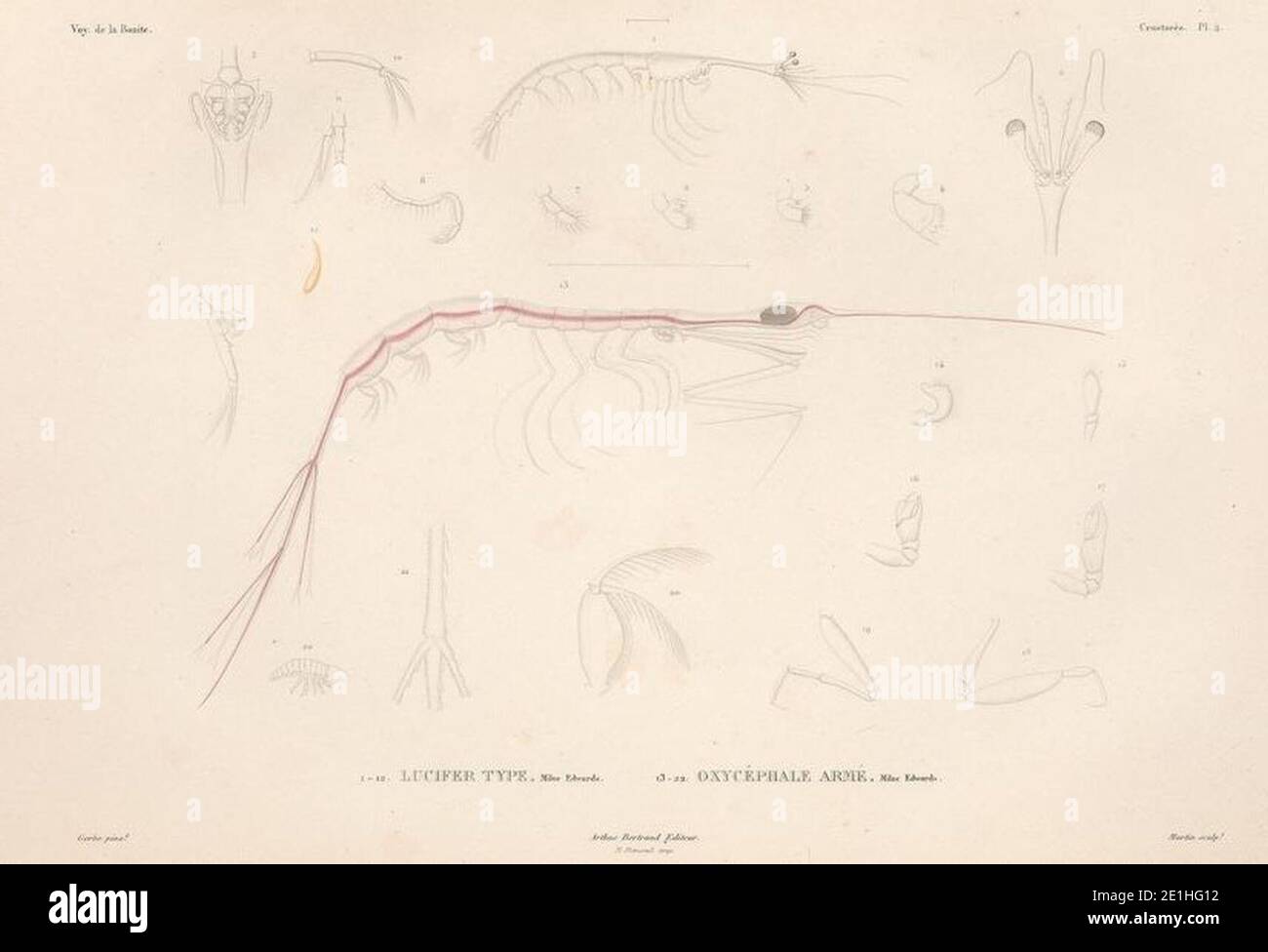 Lucifer Typus High Resolution Stock Photography and Images - Alamy