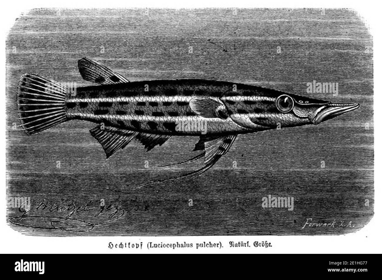 Luciocephalus pulcher hi-res stock photography and images - Alamy