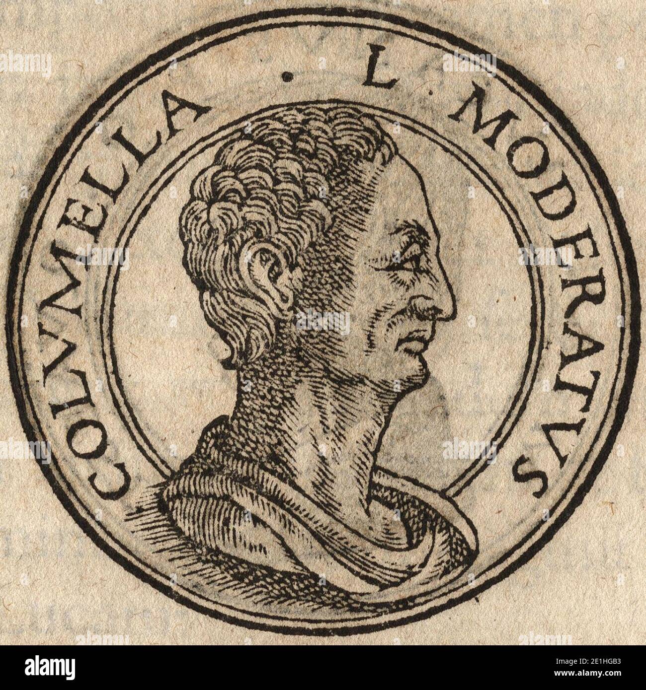 Columella hi-res stock photography and images - Alamy