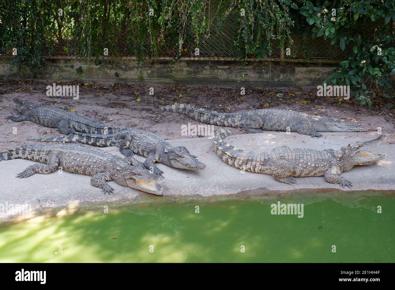 Crocodile group in farm are breeding and sleeping Stock Photo - Alamy