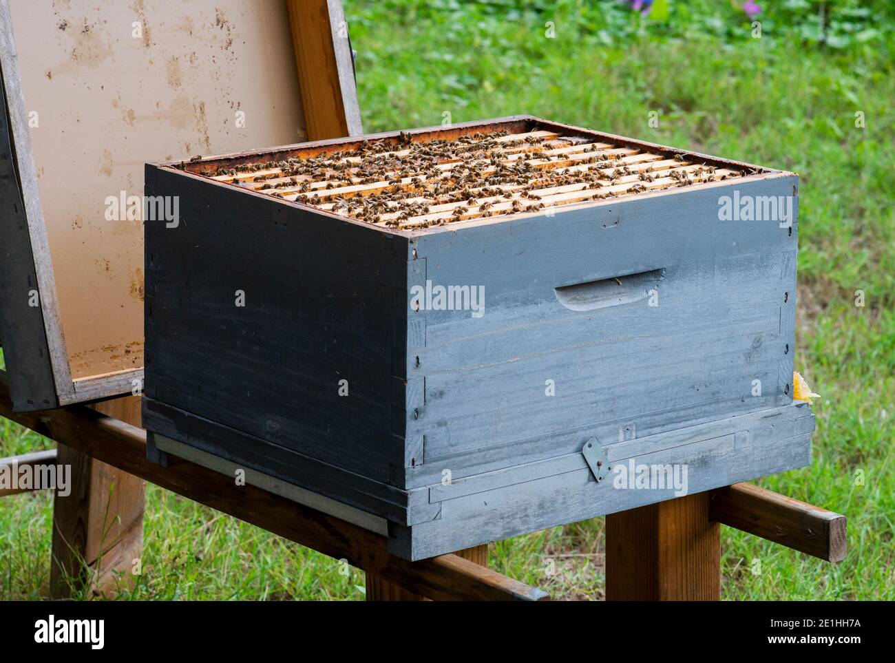 Beekeeper open hive box for bees Stock Photo - Alamy