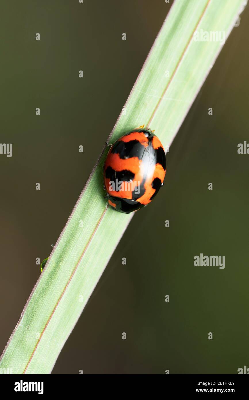 Coccinella transversalis hi-res stock photography and images - Alamy