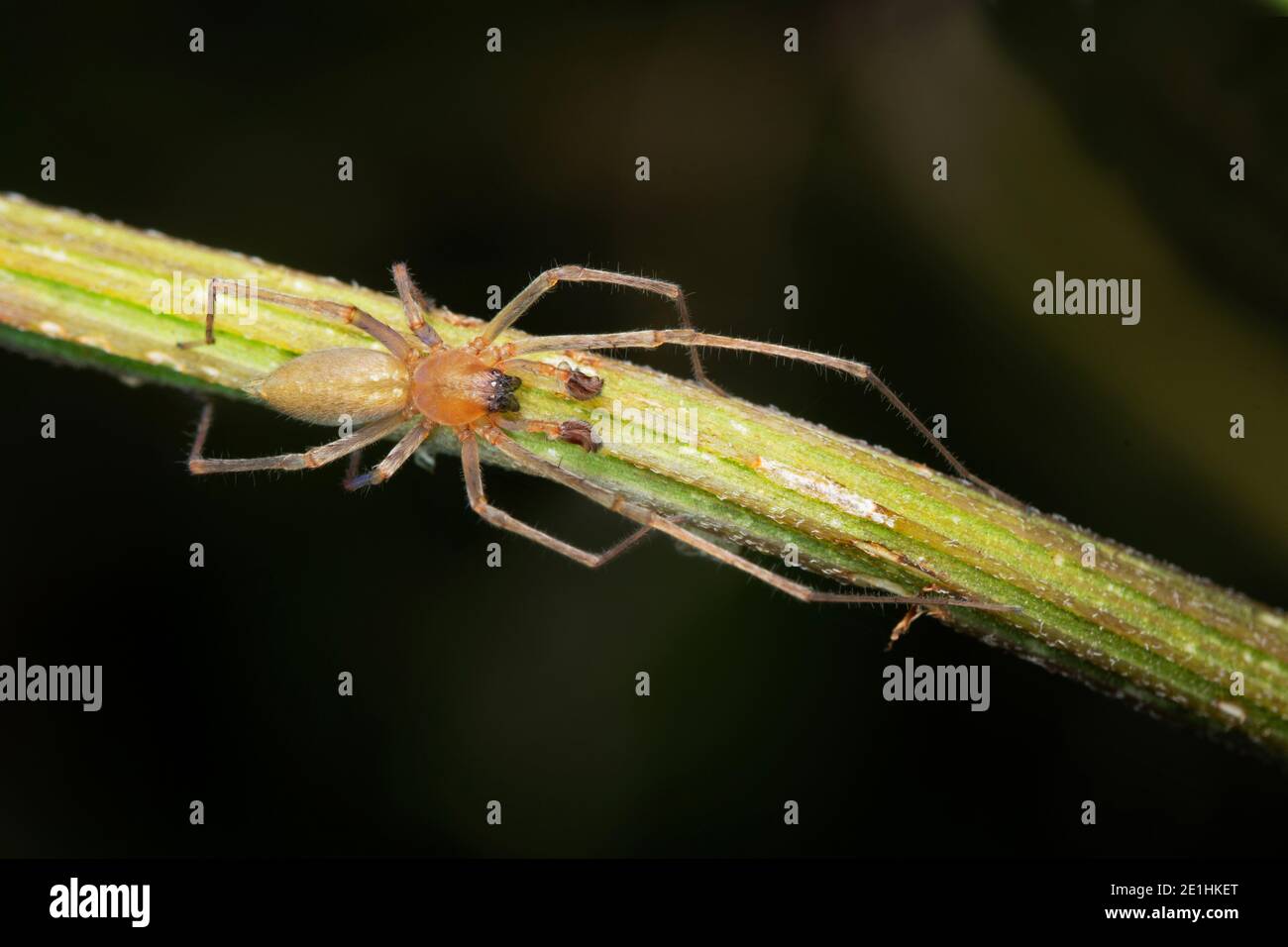 Male Sac spider, Clubiona terrestris, Pune, Maharashtra, India Stock ...