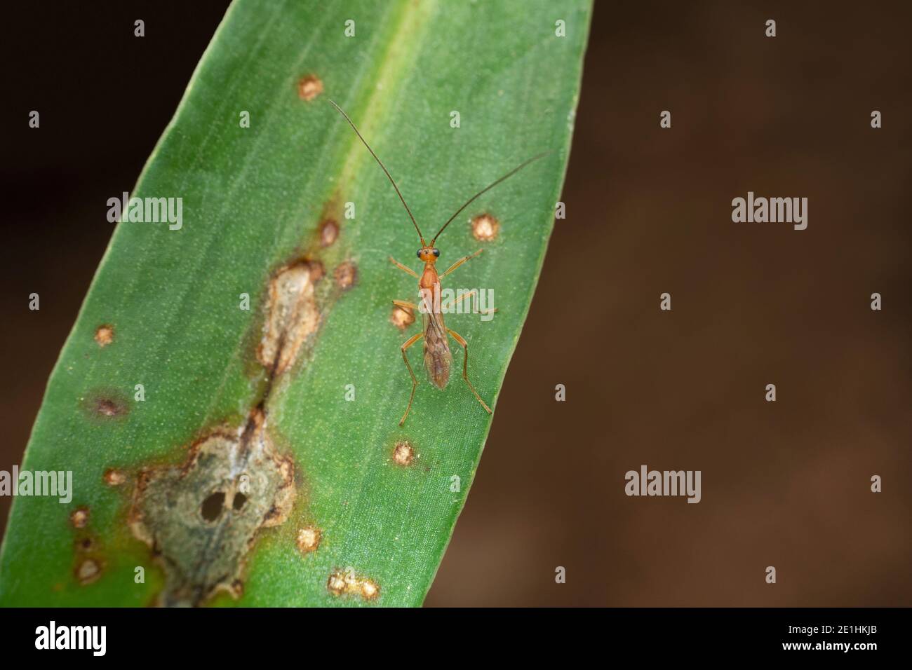 Aleiodes hi-res stock photography and images - Alamy