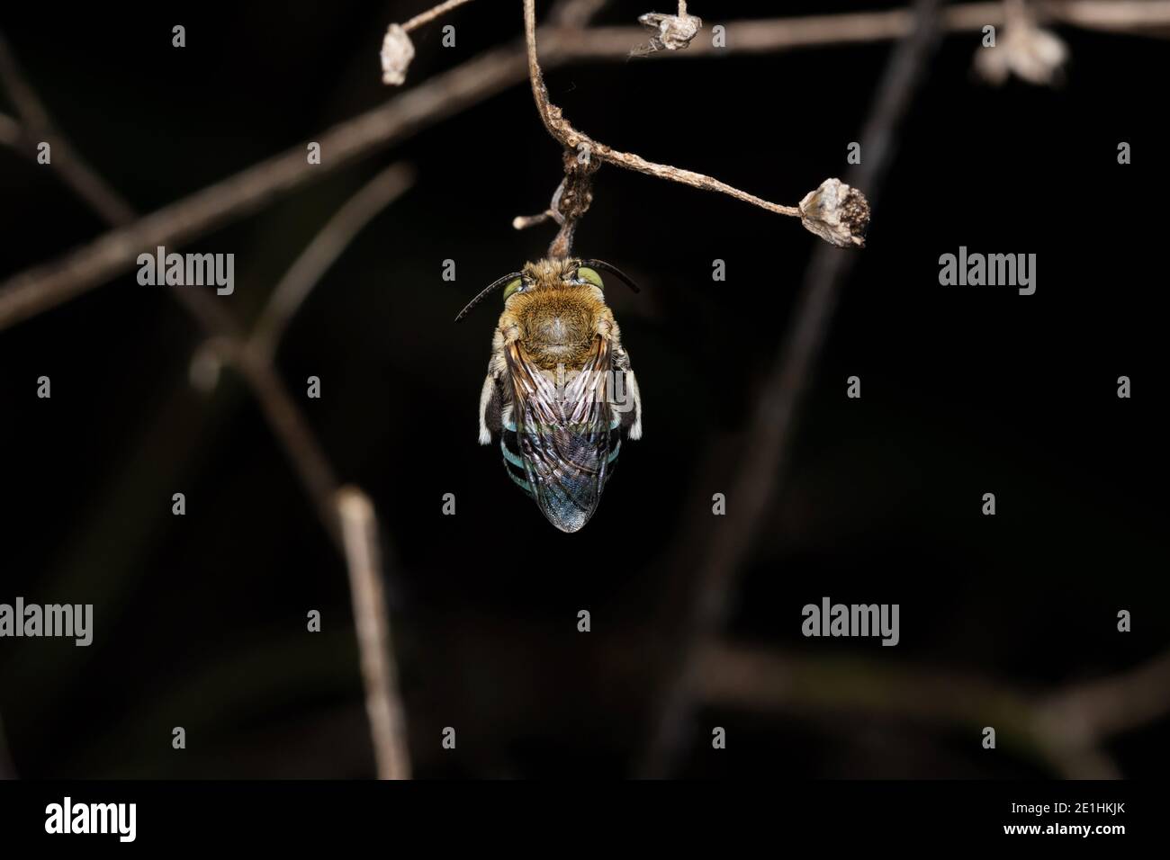 Dorsal of blue banded bee, Amegilla cingulata, Pune, Maharashtra, India ...