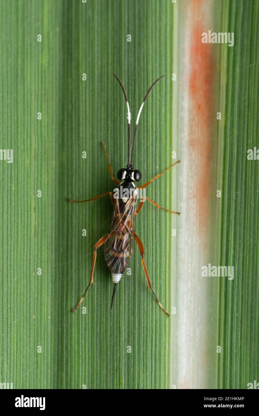 Ichneumon wasp, Messatoporus discoidalis, Satara, Maharashtra, India ...