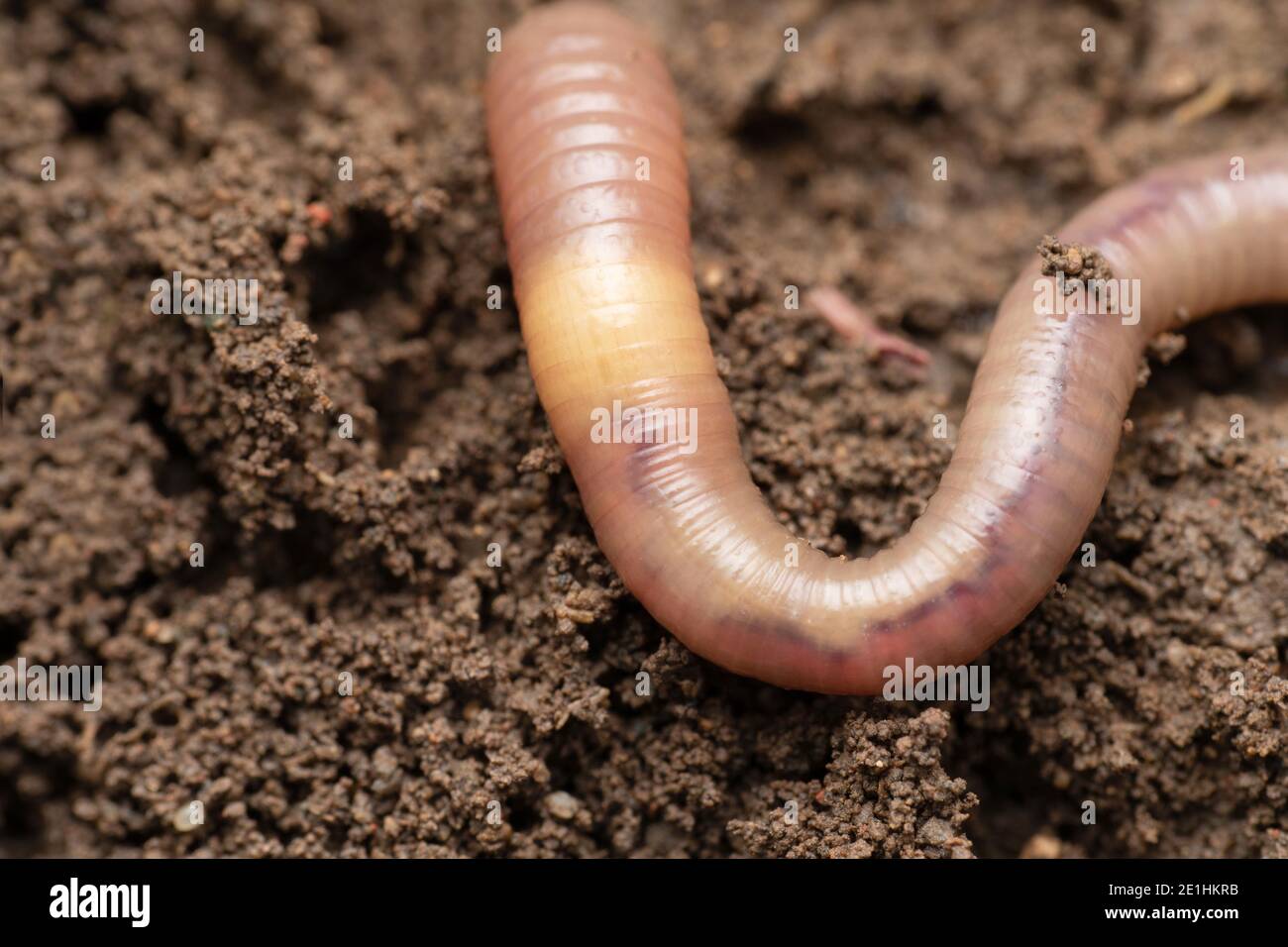 Closeup of earthworm body showing yellow clitellum and digestive track ...