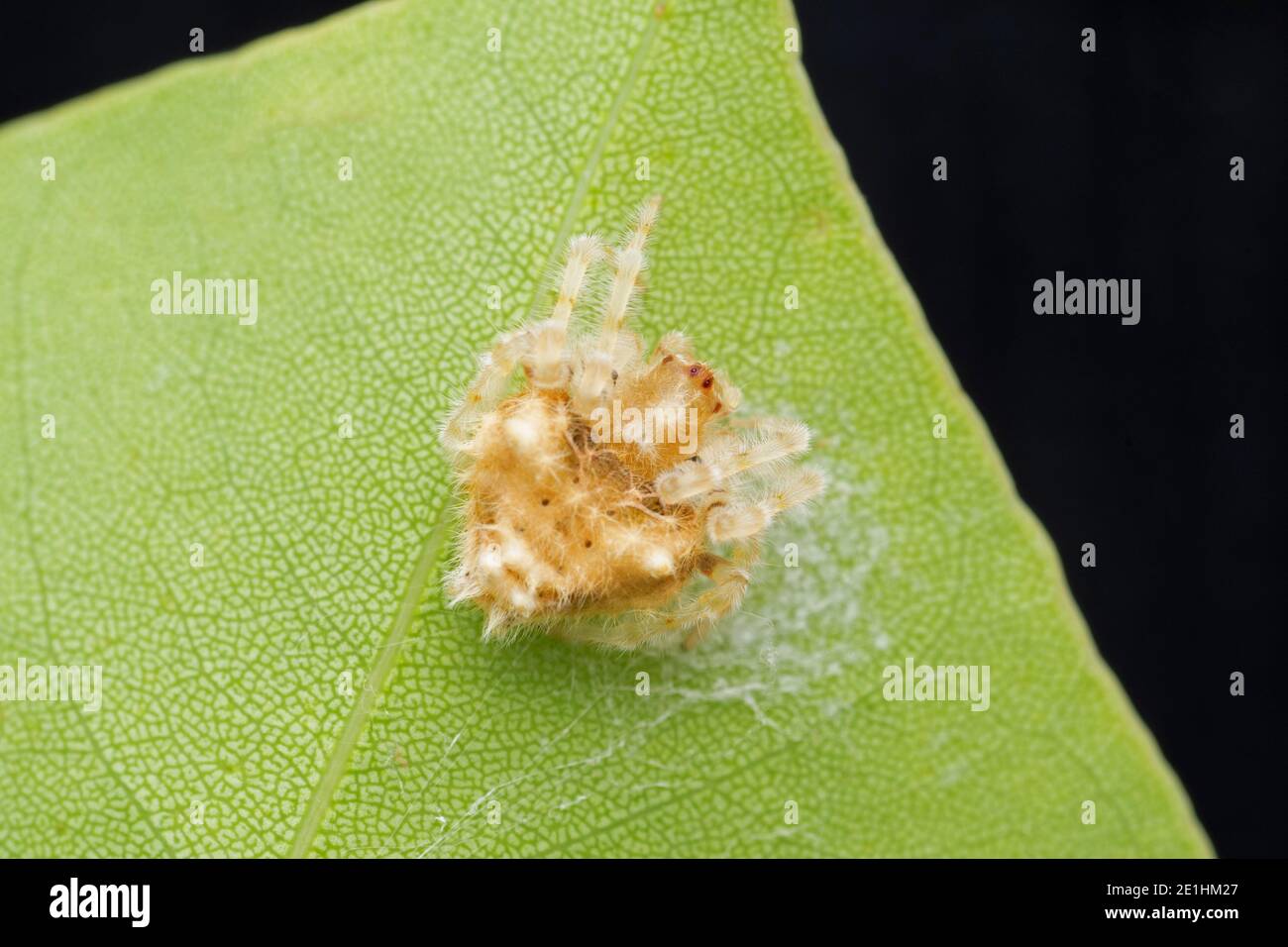 Bolas spider, Ordgarius monstrosus, Satara, Maharashtra, India Stock ...