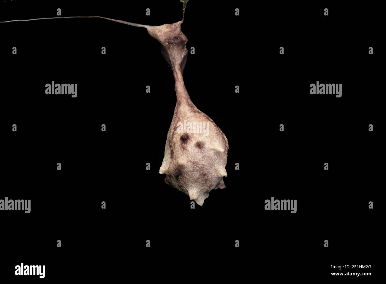 Egg sack of Bolas spider, Ordgarius monstrosus, Satara, Maharashtra ...