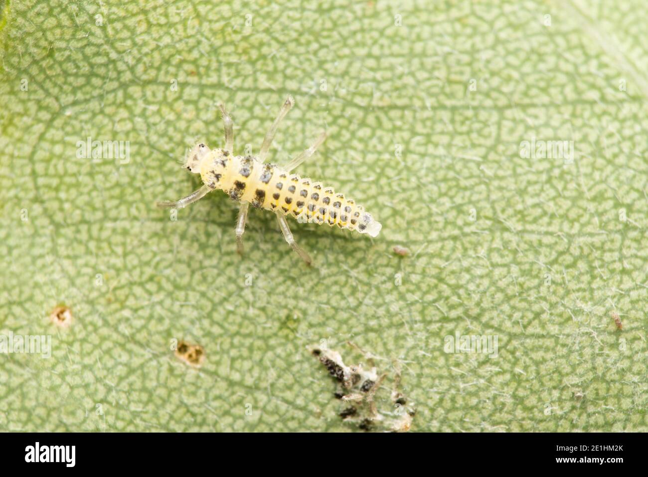 Fungus eating ladybug larva, Illeis galbula, Satara, Maharashtra, India ...