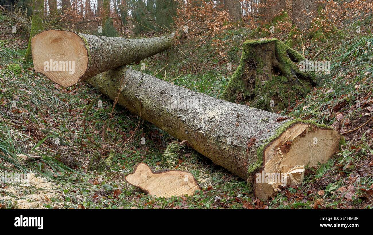 Cut spruce fir tree logs hi-res stock photography and images - Alamy