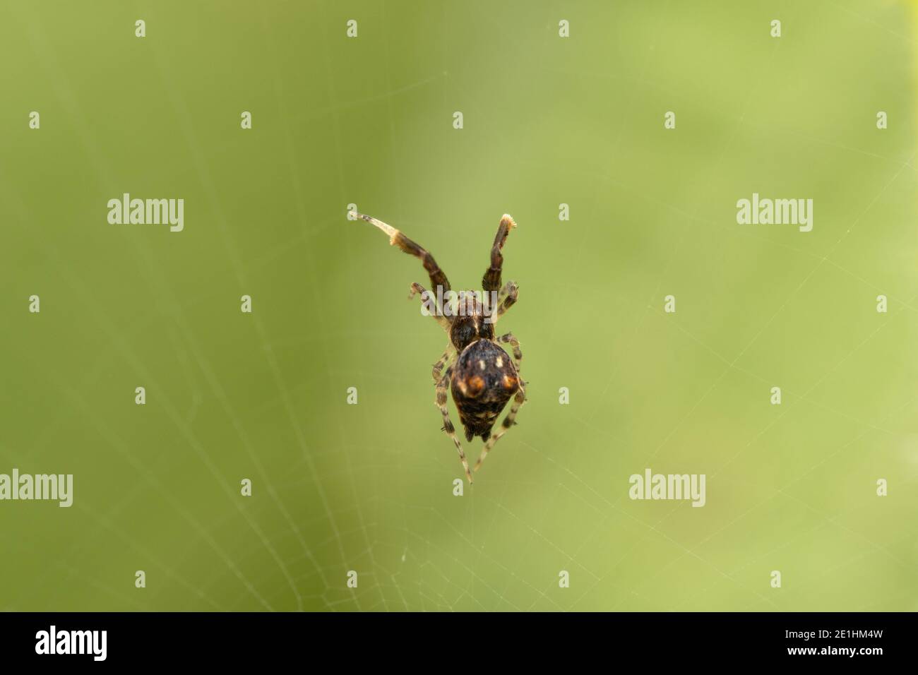 Male mesh weaver spider, Uloborus plumipes, uloboridae, Satara ...
