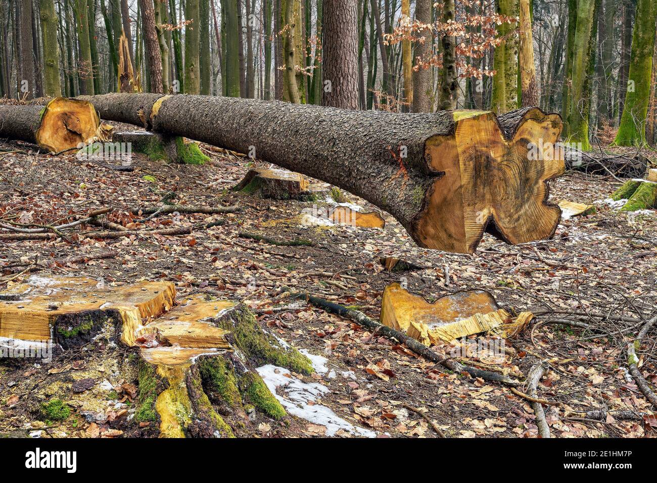 Forestry and logging. Many fir and spruce trees are sick Stock Photo ...