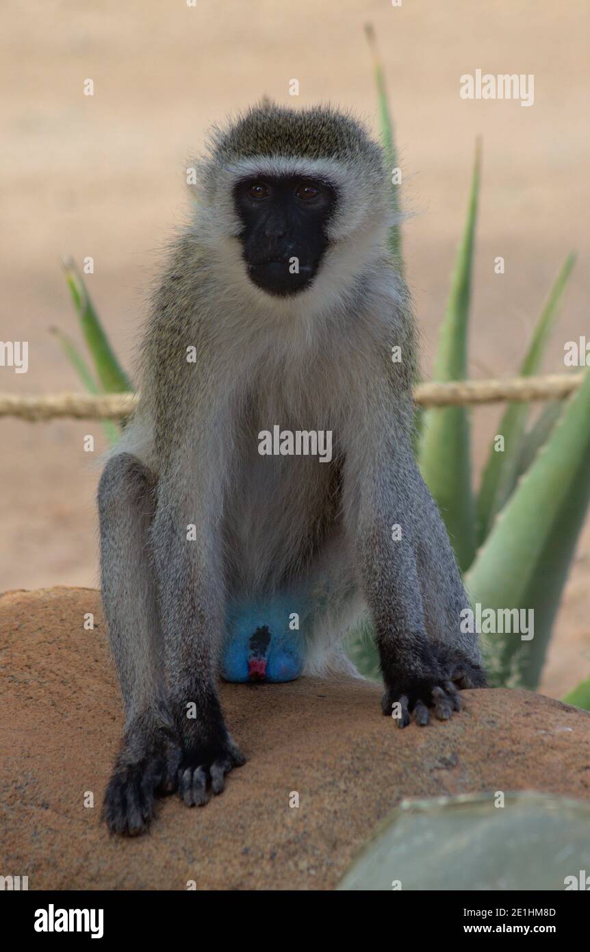Monkey balls hi-res stock photography and images - Alamy