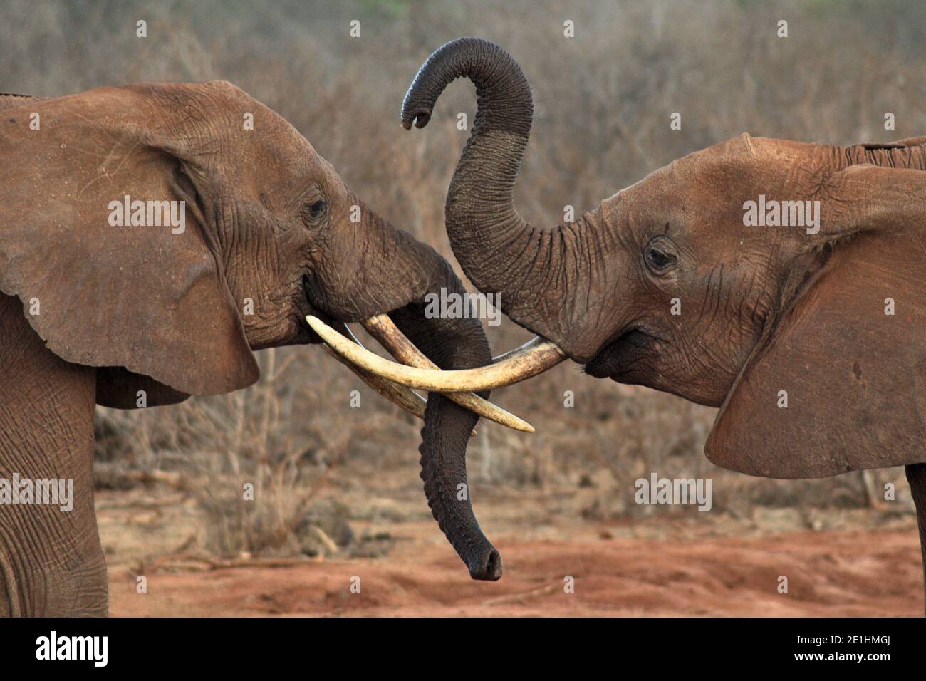 Elephants mating hi-res stock photography and images - Alamy