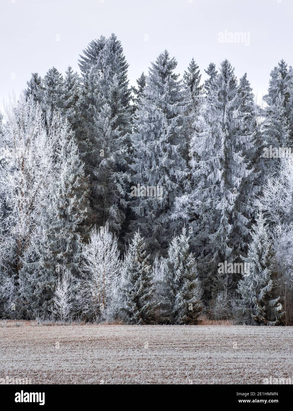 Frost landscape tree trees hi-res stock photography and images - Alamy