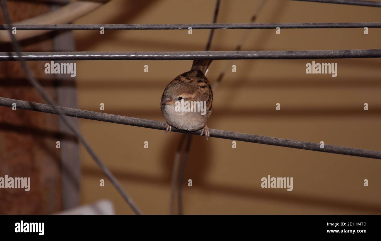 Female House sparrow sitting on an electrical wire watching something Stock Photo - Alamy