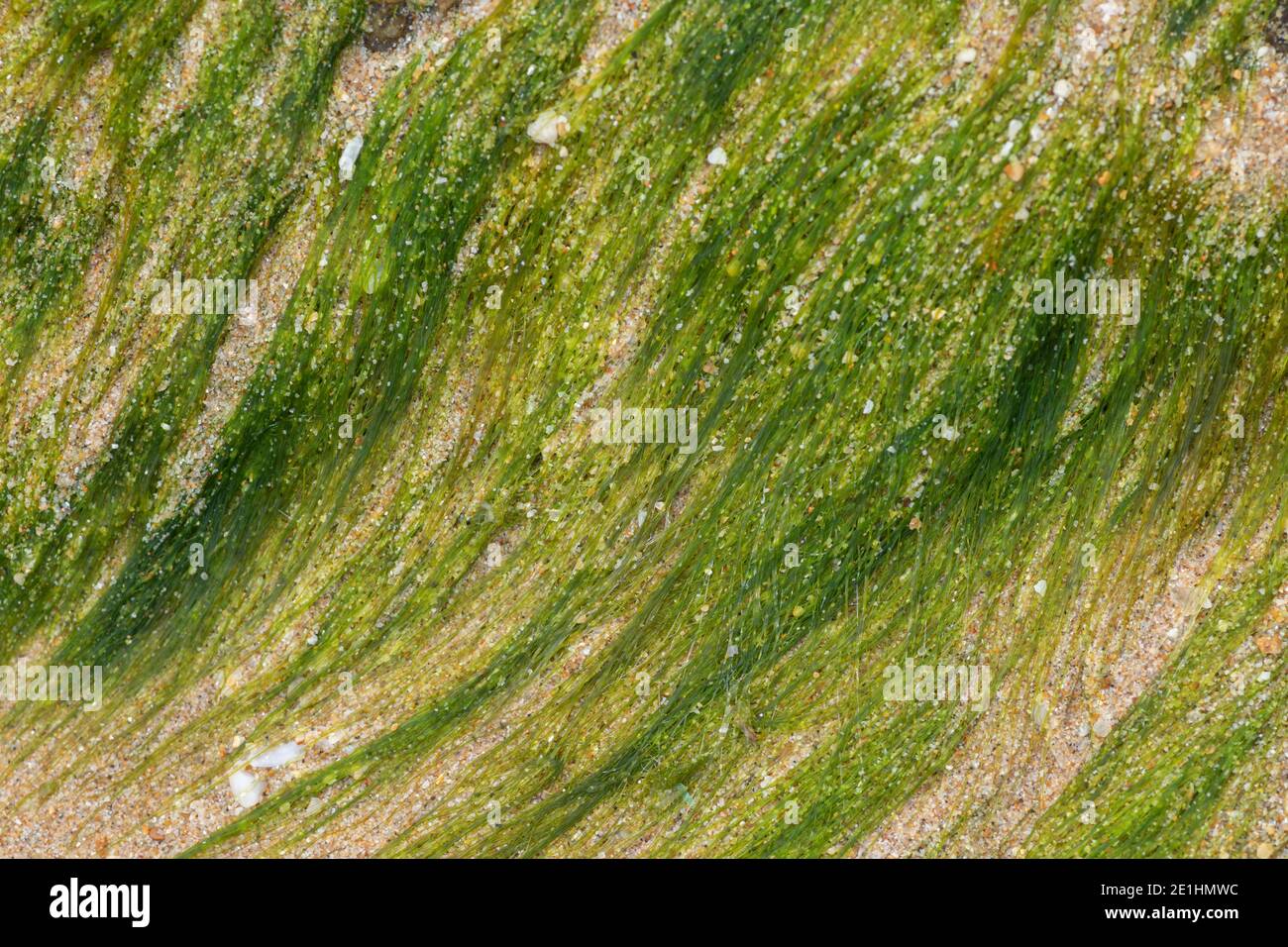 wet Moss on the beach Stock Photo - Alamy