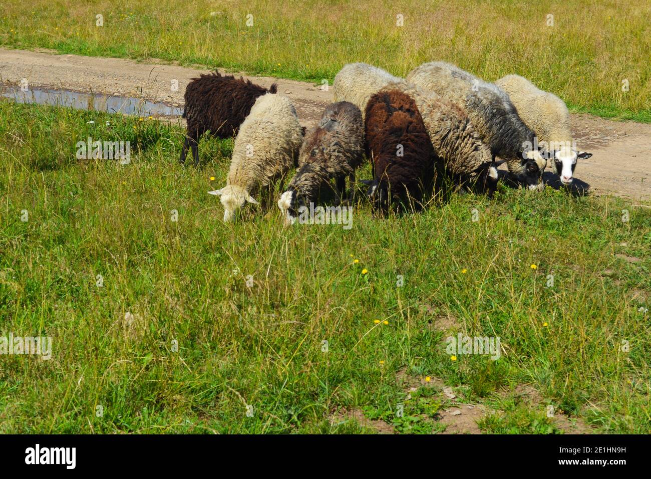 Sheep of different colors on the farm. Green grass and country road ...