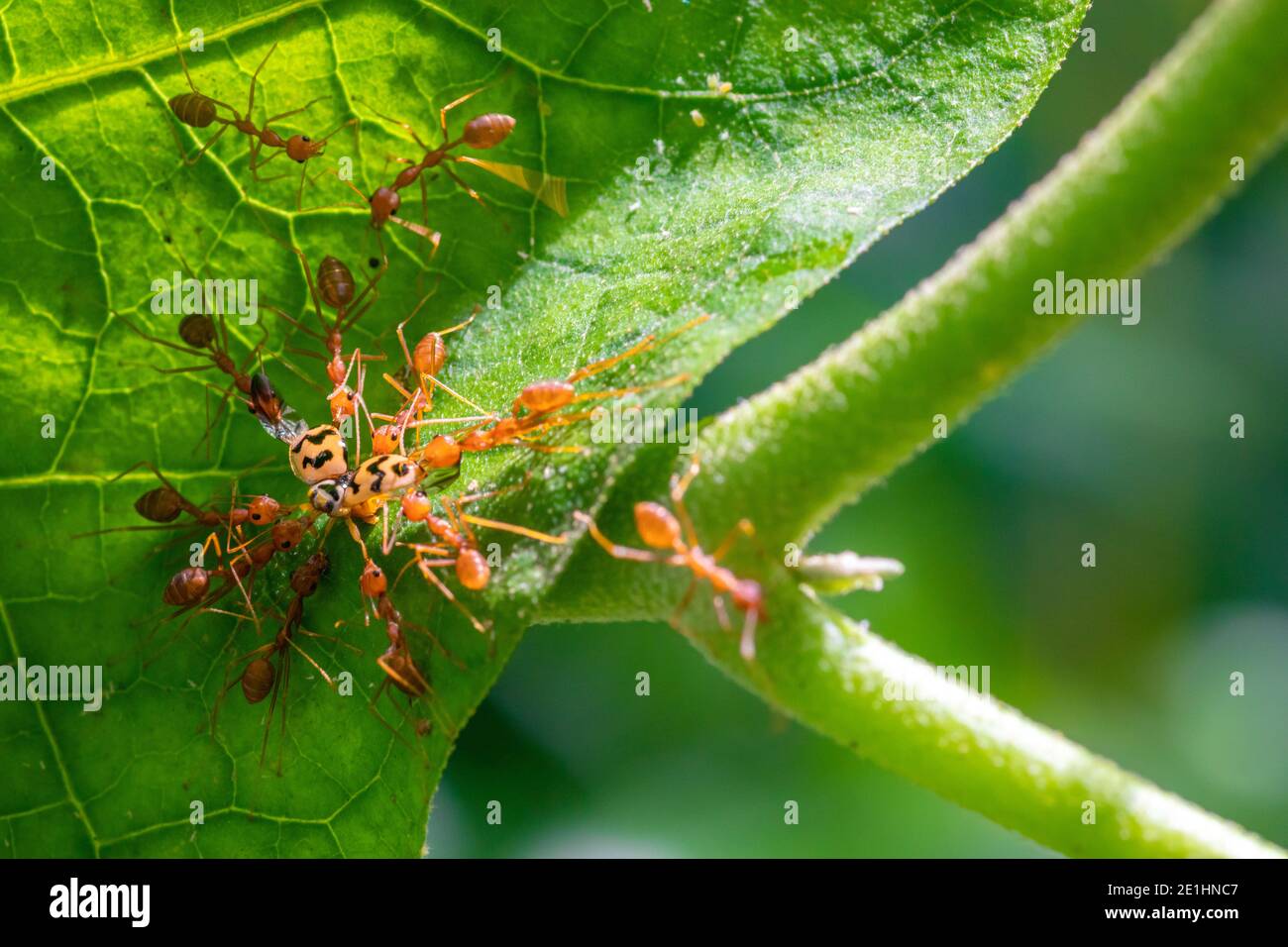 Group of Weaver ants attacks bugs in a leaf, and drag and pull from all ...