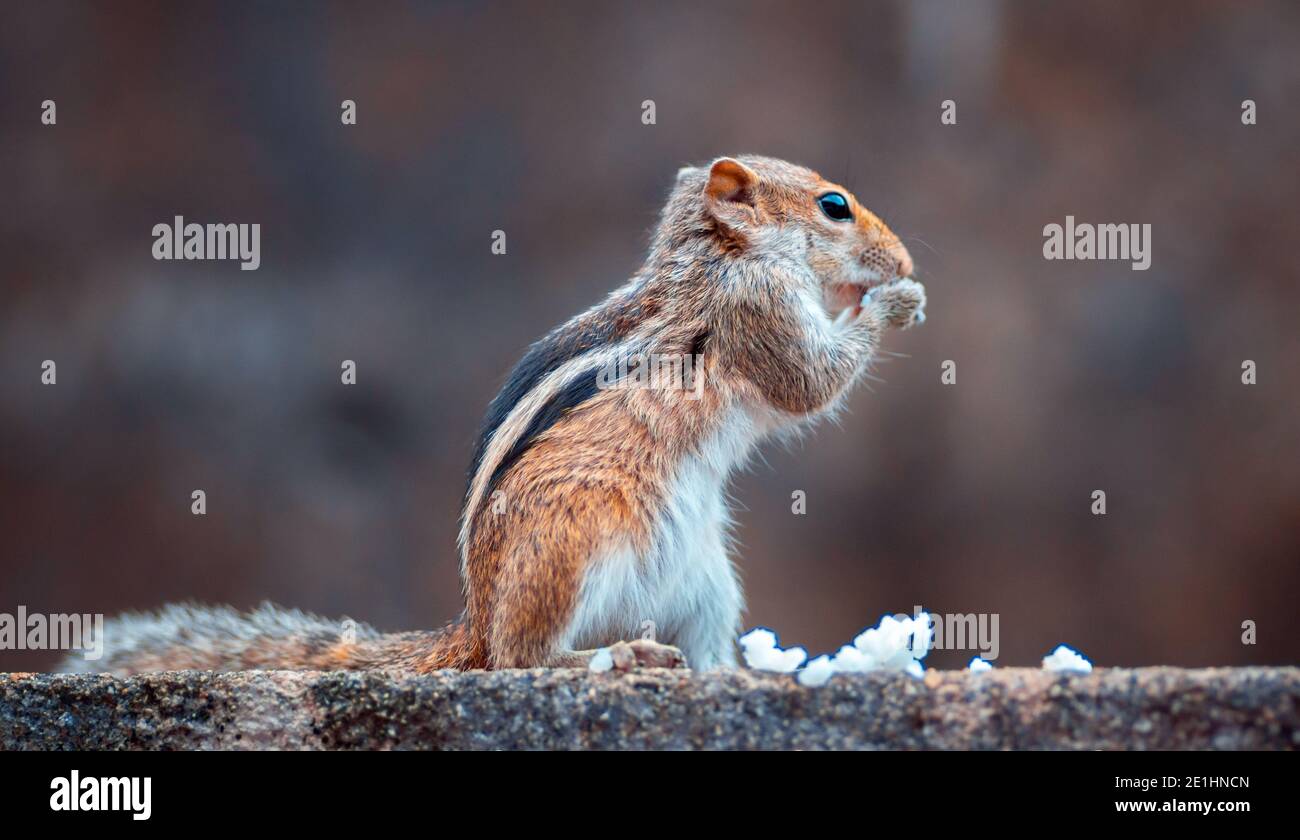Cute young female squirrel holding rice in both hands, facing side to ...