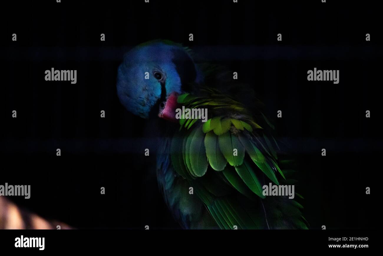 Parrot hiding in the dark, creepy looking image Stock Photo - Alamy