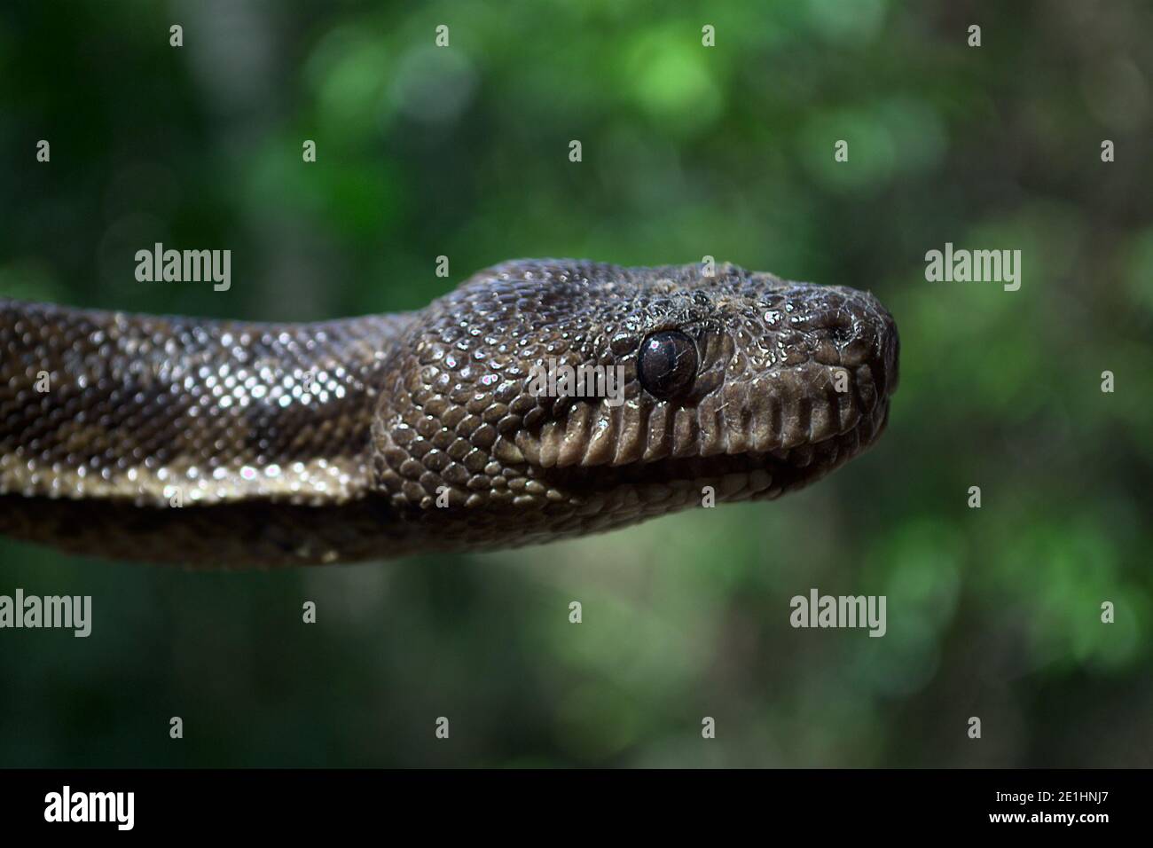 Pyton hi-res stock photography and images - Alamy