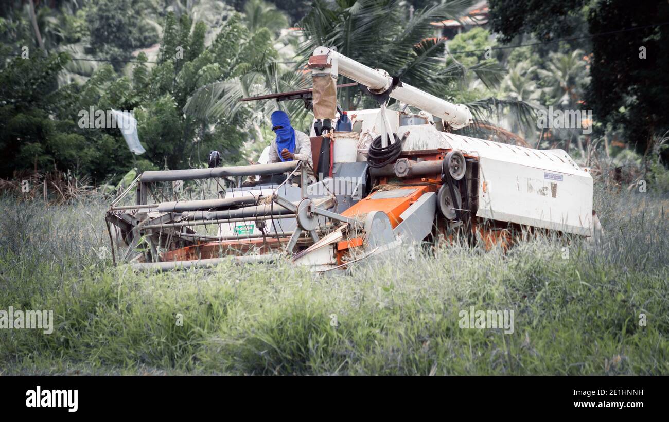 Paddy harvester hi-res stock photography and images - Alamy