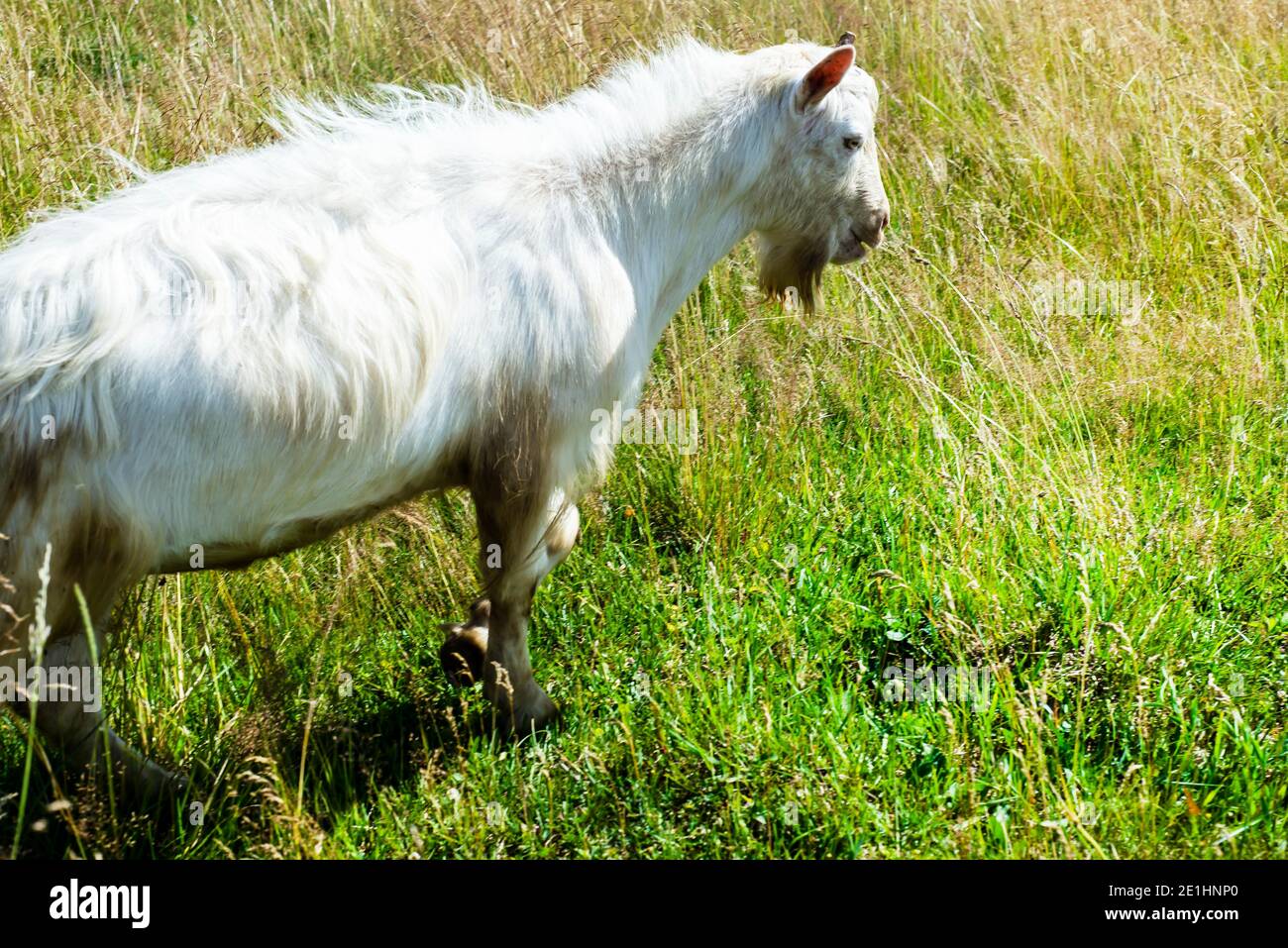 Goat Goats Farmyard Animals Farm High Resolution Stock Photography and ...