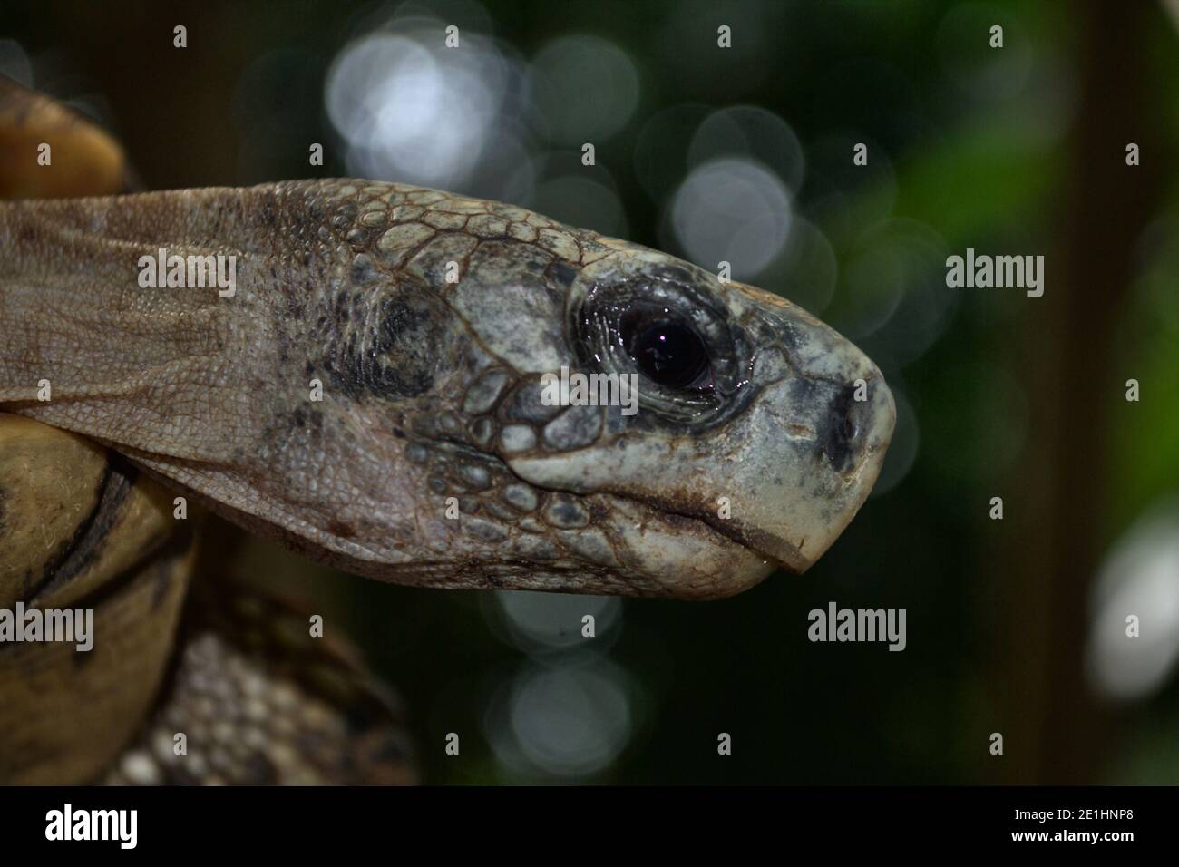 Radiated tortoises hi-res stock photography and images - Alamy